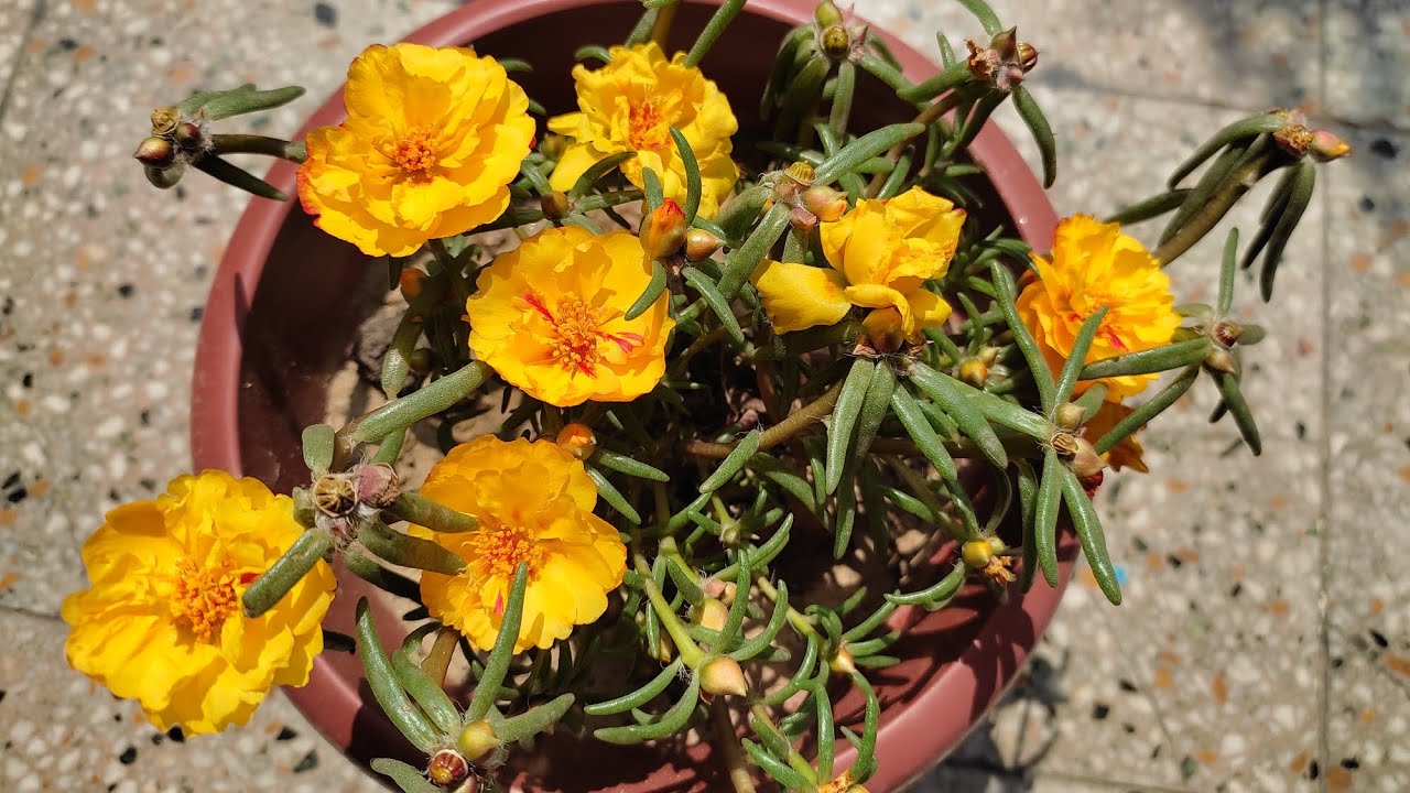 #simple tips for a 9'o clock flower#9'clock पौधे की देखभाल आसान तरीके ...