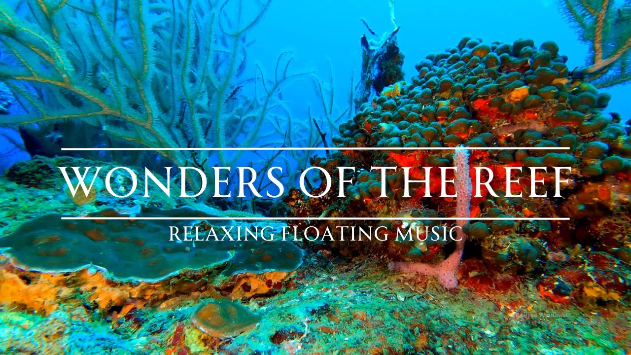 Wonders of the Reef: Healing music, Relaxing music, Stress Relief - YouTube