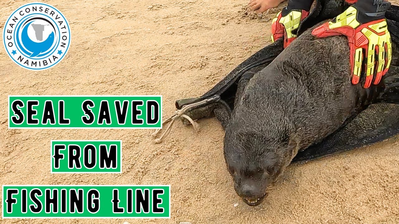 Seal Saved From Fishing Line - YouTube