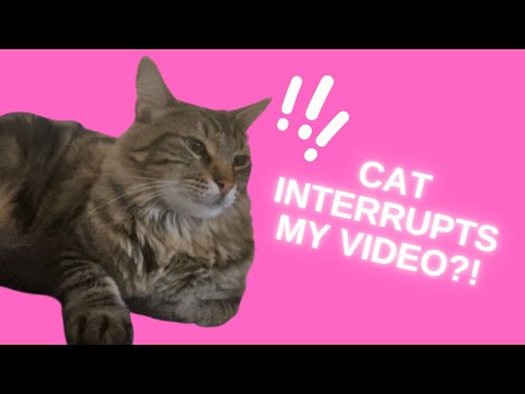 Cat Interrupts My Video?!