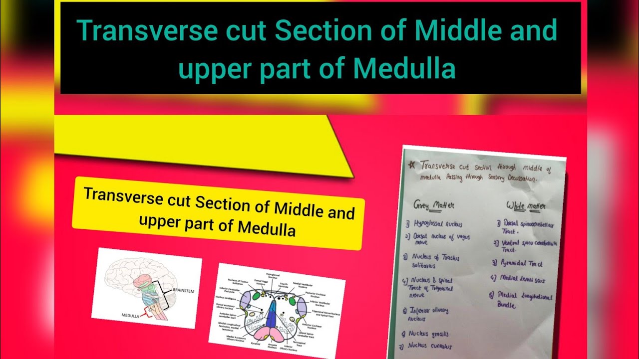 Transverse Cut Section of Middle and Upper part of Medulla Brain stem ...