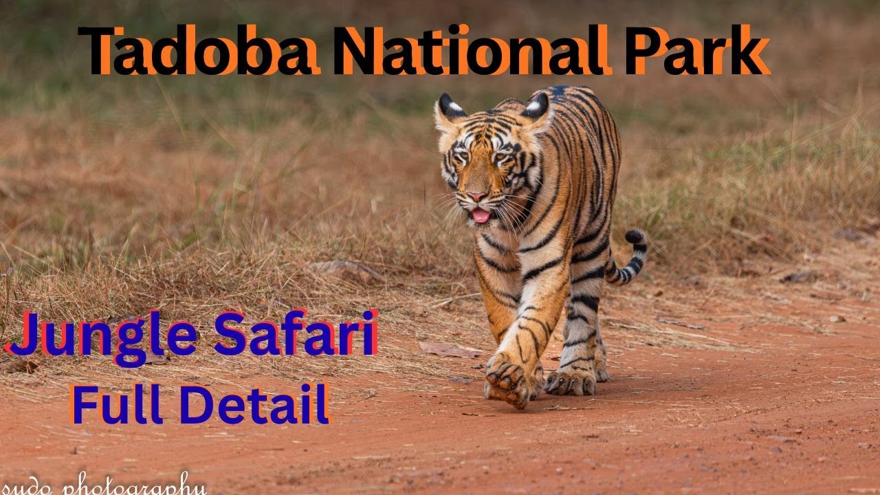 Tadoba Andheri Tiger Reserve | Junona Safari Gate | Dewara Adegaon ...