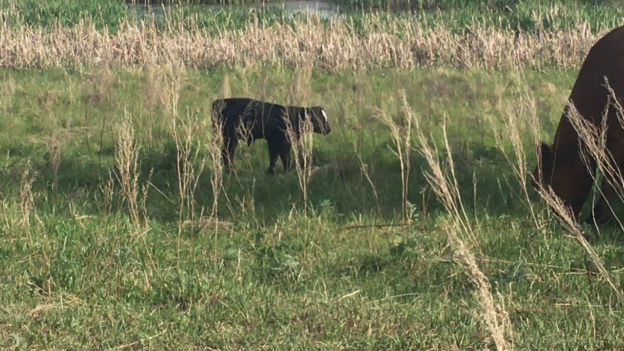 demonstrating a front n loader and the safety - YouTube