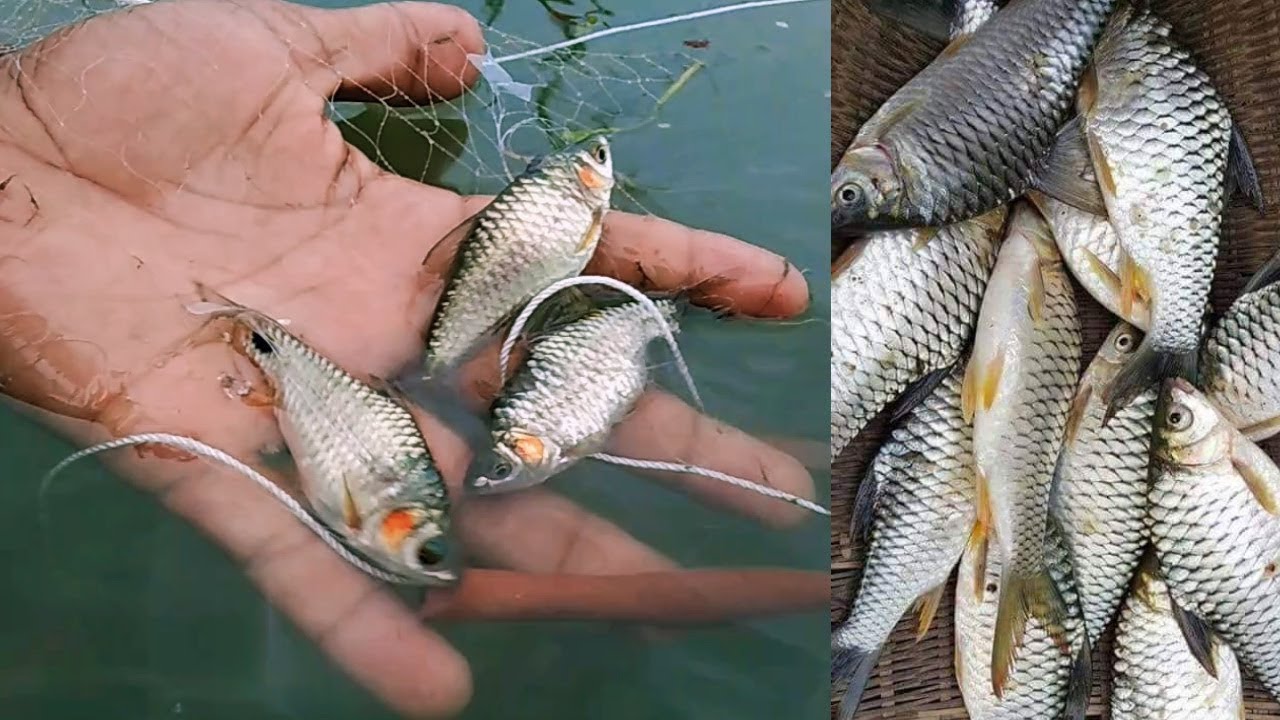 Natural Net Fishing in Bangladesh ll Fish Catching with current Net in ...