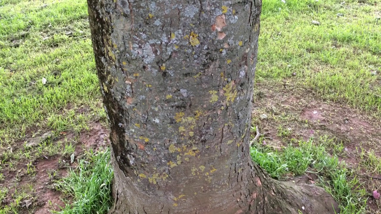 Educational videos on nature (Sycamore trunk close up) - June 2017 ...