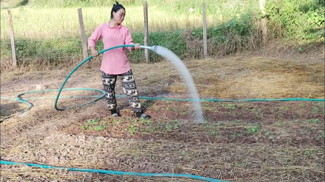 Hmo no kuv ib leeg tuaj ywg zaub lawm xwb nco yus tus txiv tsev tshaj li 2/12/2024 - YouTube