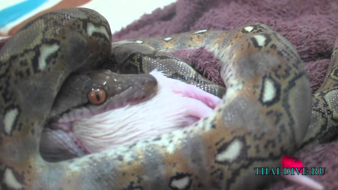 Кормление питона. THAI-DIVE.RU - YouTube