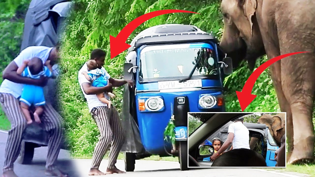 Severe wild elephant attacks including live action to save a small ...