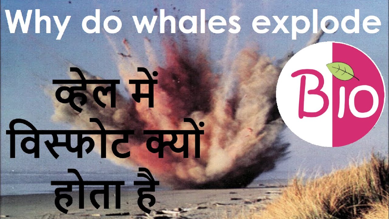 Why do whales explode? व्हेल में विस्फोट क्यों होता है? by Simply The ...