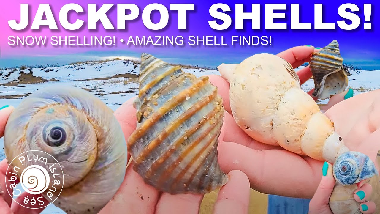 We Hit The Jackpot With Shells! | Deep Water Shells | Snow Shelling ...