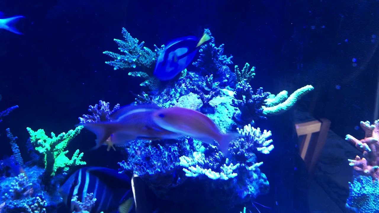 Treasure Reef - 3.5 months - YouTube