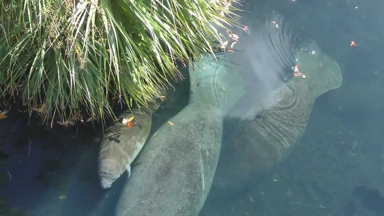 Homosassa Springs Manatees with Underwater Sound - YouTube