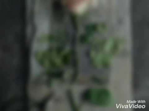 veda siir,i