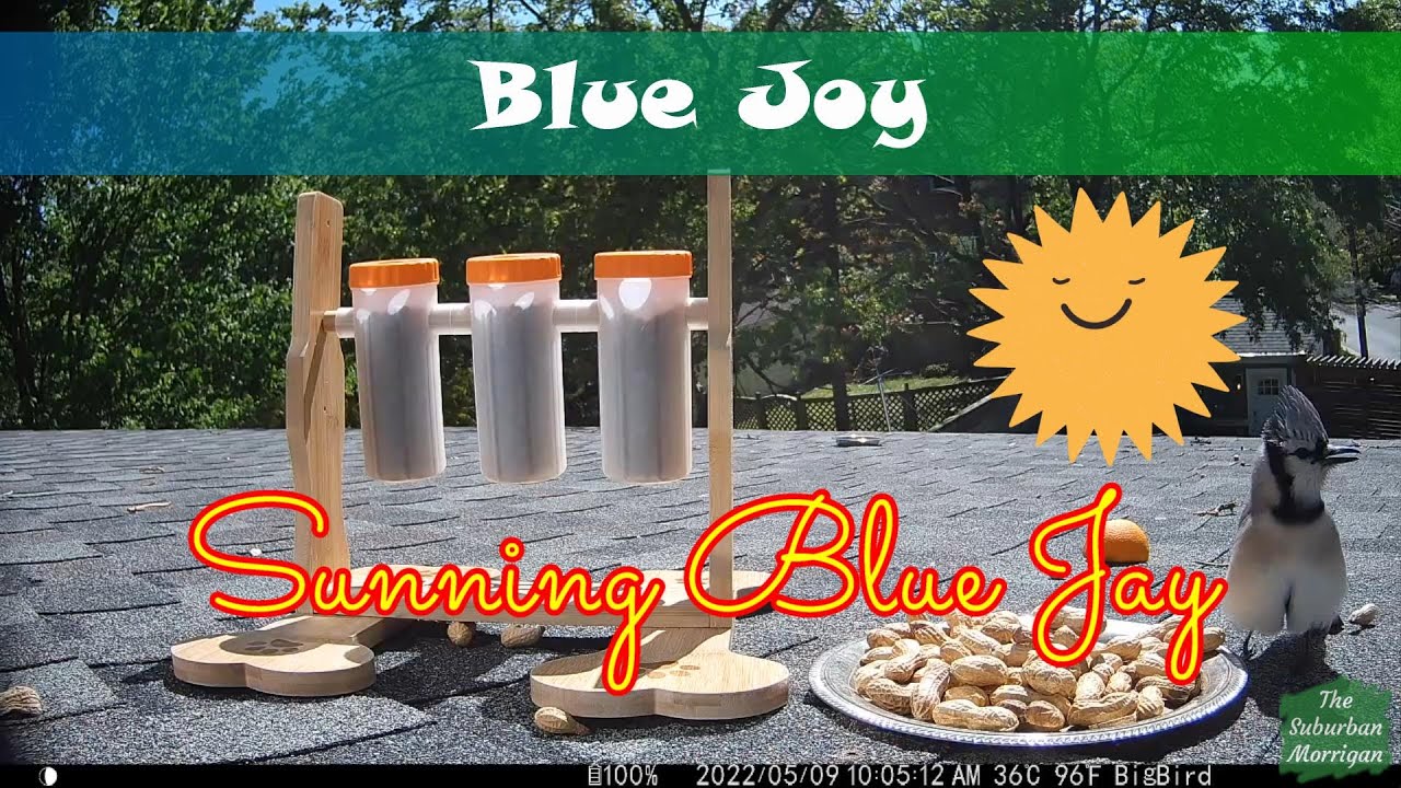 Blue Joy - A Sunning Blue Jay - YouTube