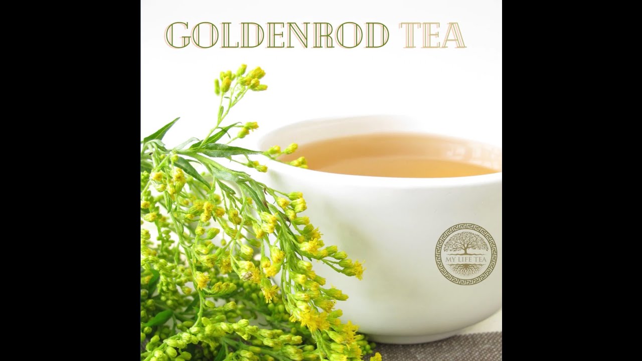 Goldenrod Tea Benefits - YouTube