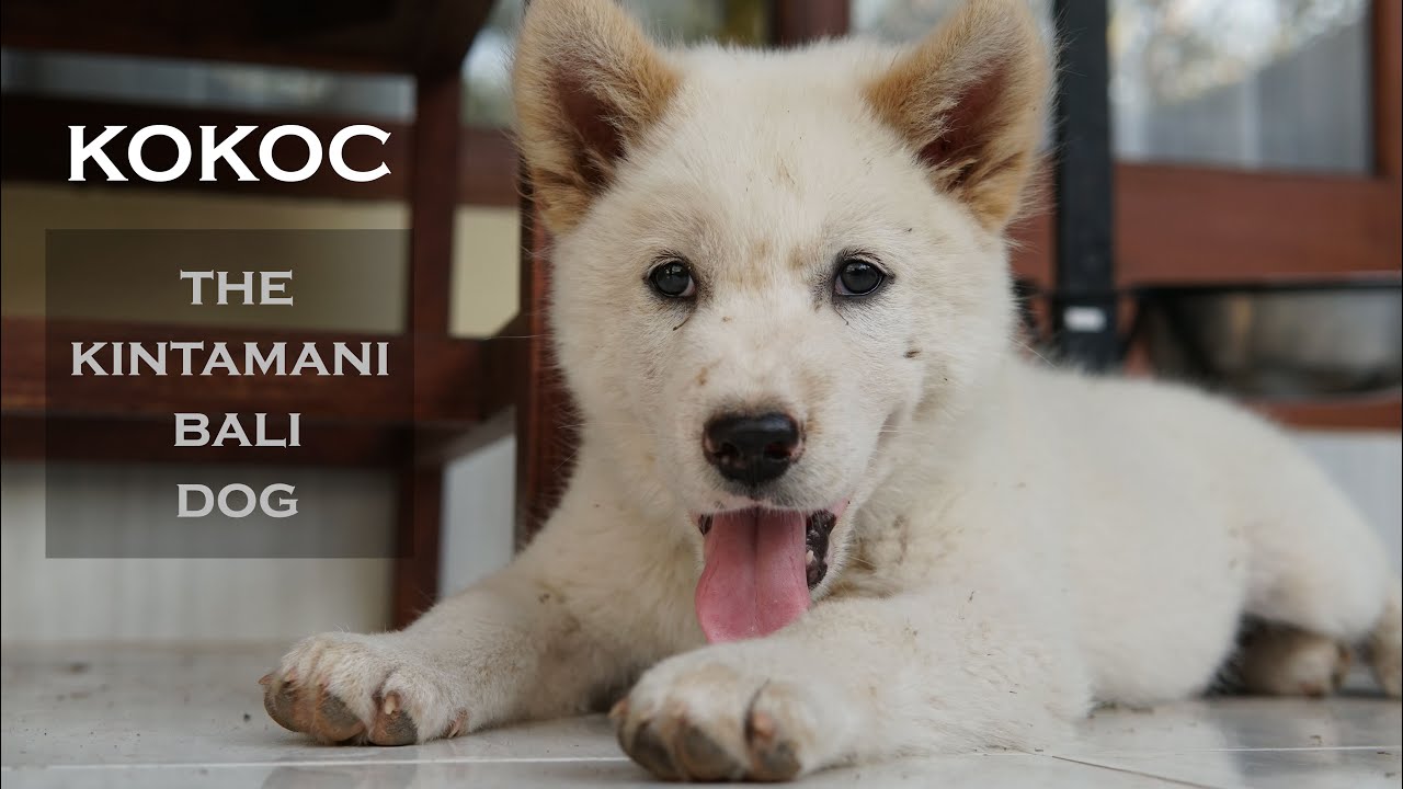Kintamani Puppy