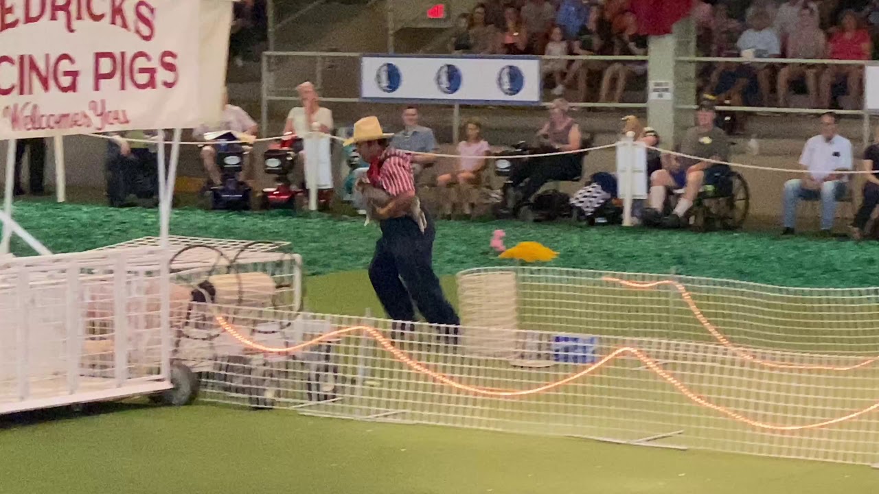 State Fair of Texas 2019 Pig Races - YouTube