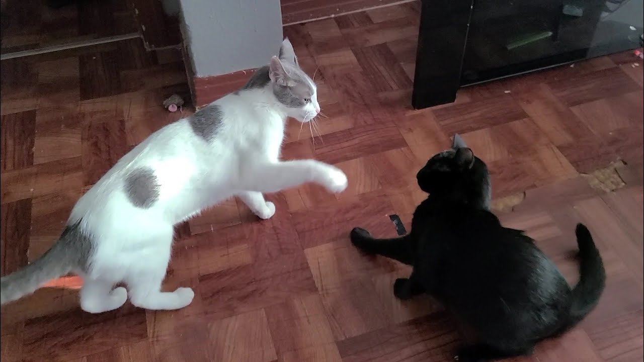 ok, that's enough stop following me - YouTube