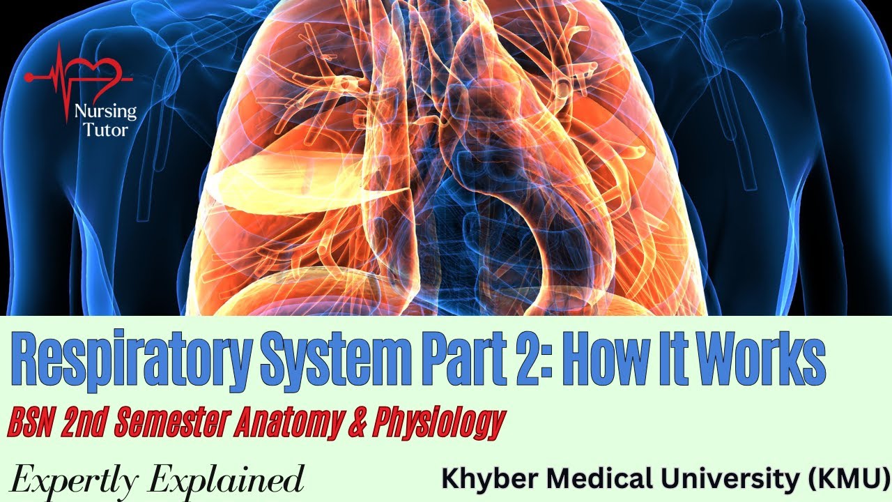 Respiratory System Part 2 | BSN 2nd Semester Anatomy & Physiology ...