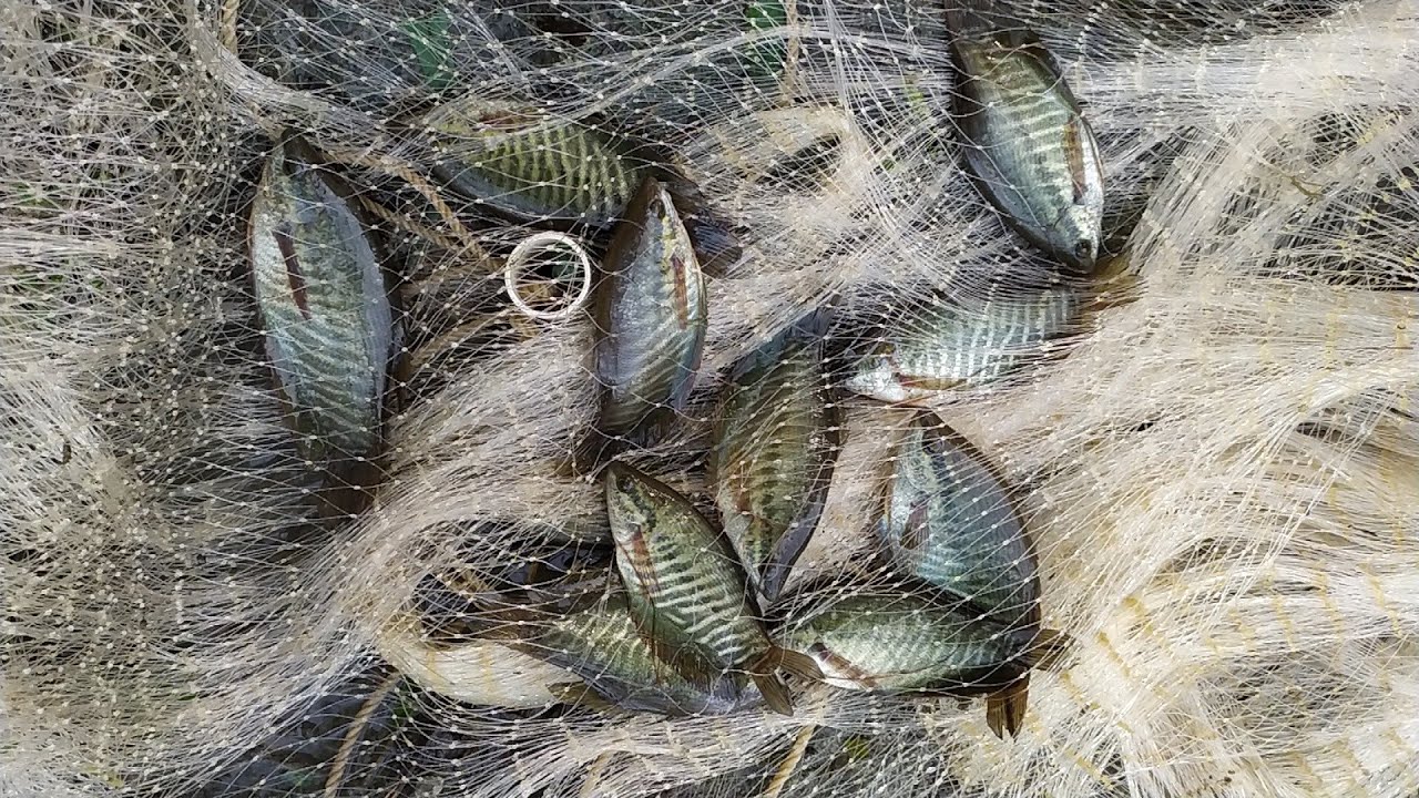 EP263 - (TRADITIONAL CAST NET FISHING#6), LAPNIT SAN ILDEFONSO BULACAN ...