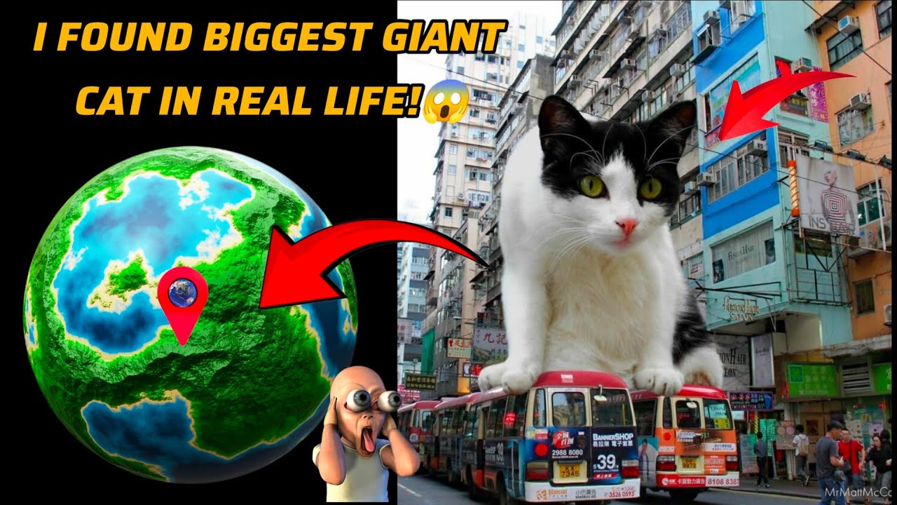 I Found Giant Cat In Real Life On Google Earth And Google Map! 😱 - YouTube
