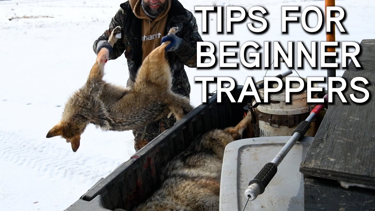 Coyote Trapping Tips For Beginners - YouTube