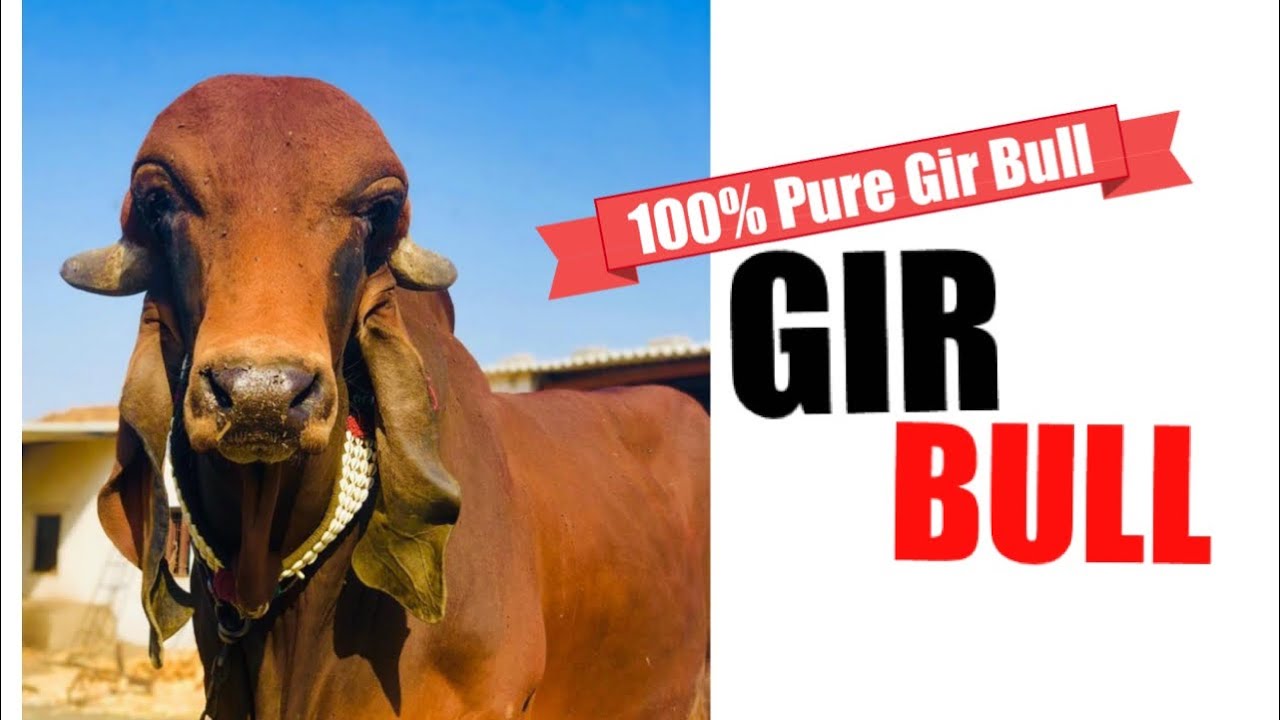 PURE GIR BULL || Gir bull of top Quality || Hi gh pedigree Gir bull ...
