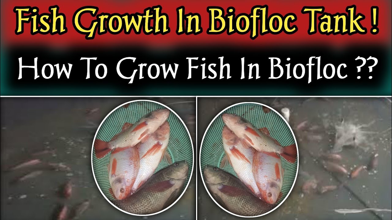 Fish Growth In Biofloc Tank || How To Grow Fish In Biofloc || Khi Info ...