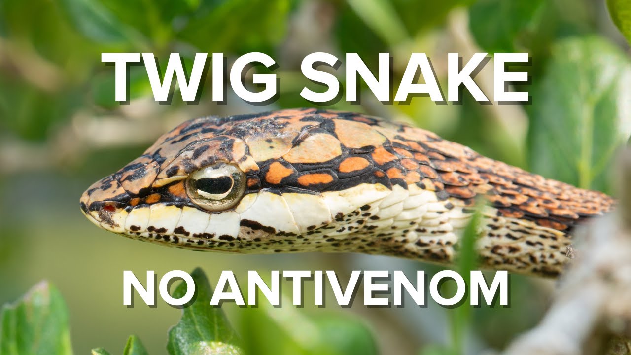 Twig Snake - is that a STICK!? - YouTube