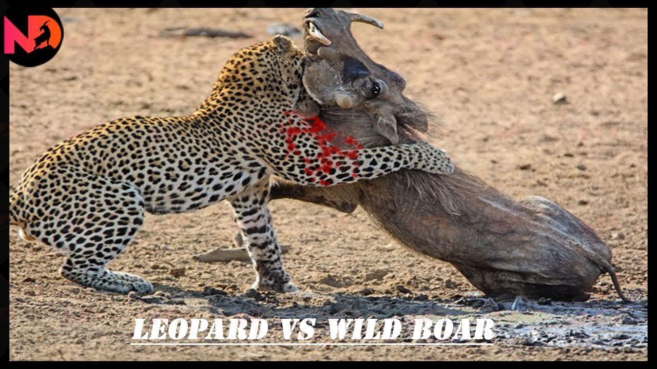 Leopard VS Wild Boar The Wild Boar Struggles In Despair When Attacked By Leopards - YouTube