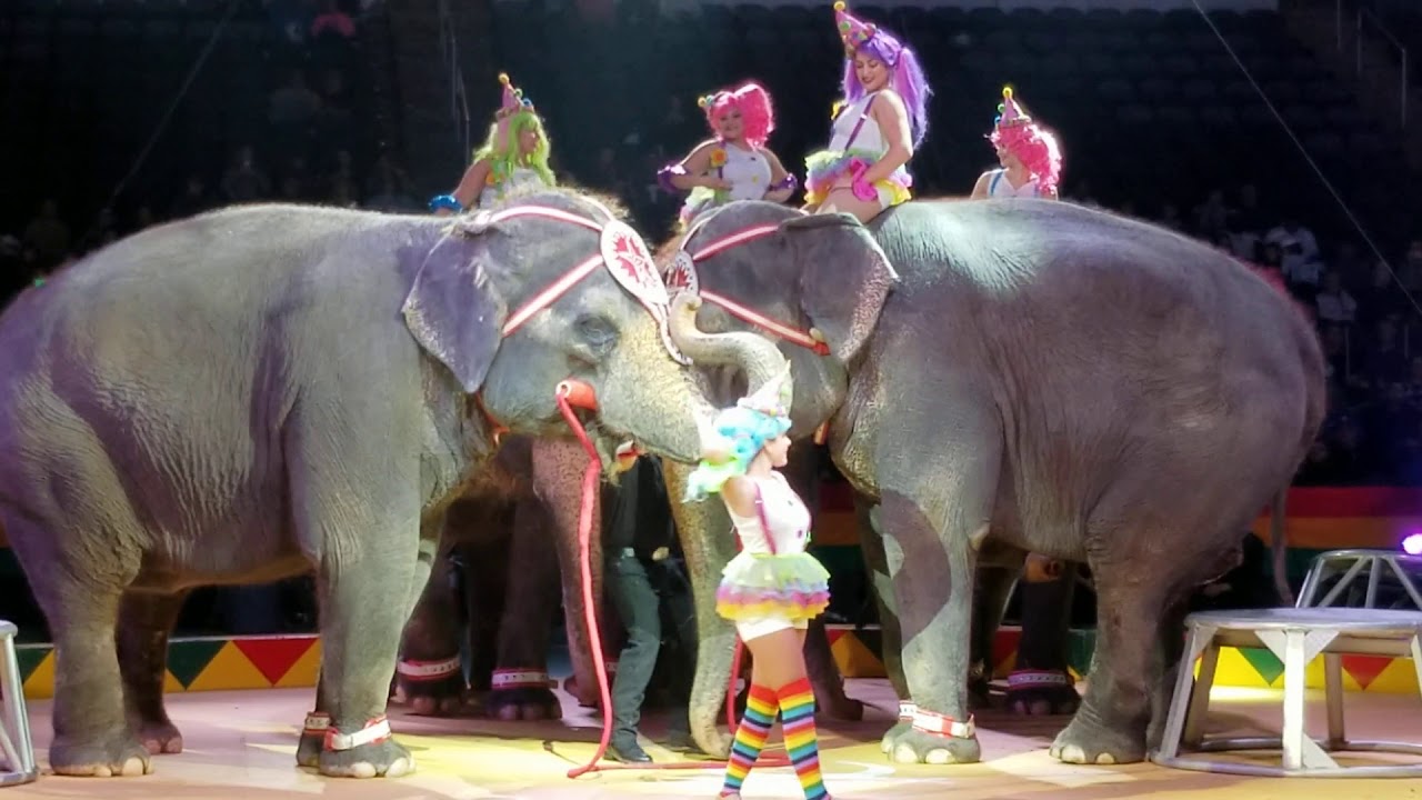 Ten Elephants at 2019 Hadi Shrine Circus with Tim Frisco, Habib Omar ...