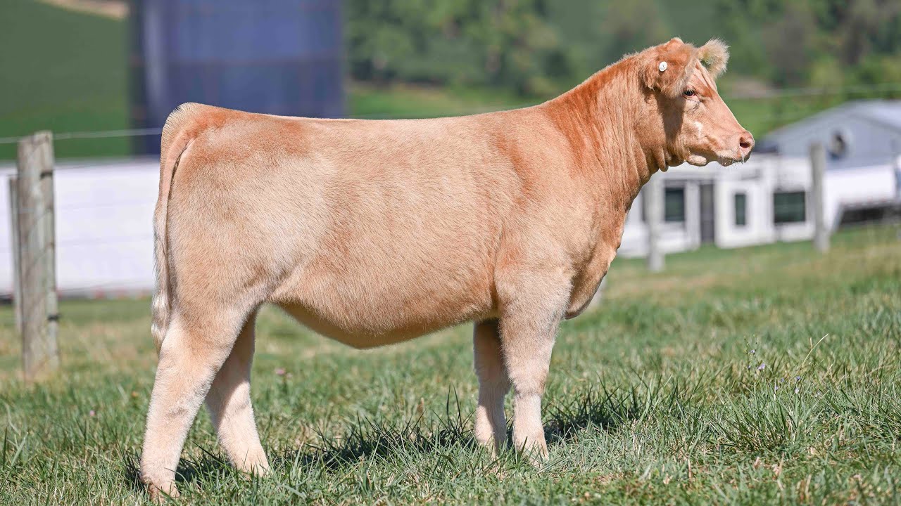 Lemmon Cattle Company: Lot NT - YouTube