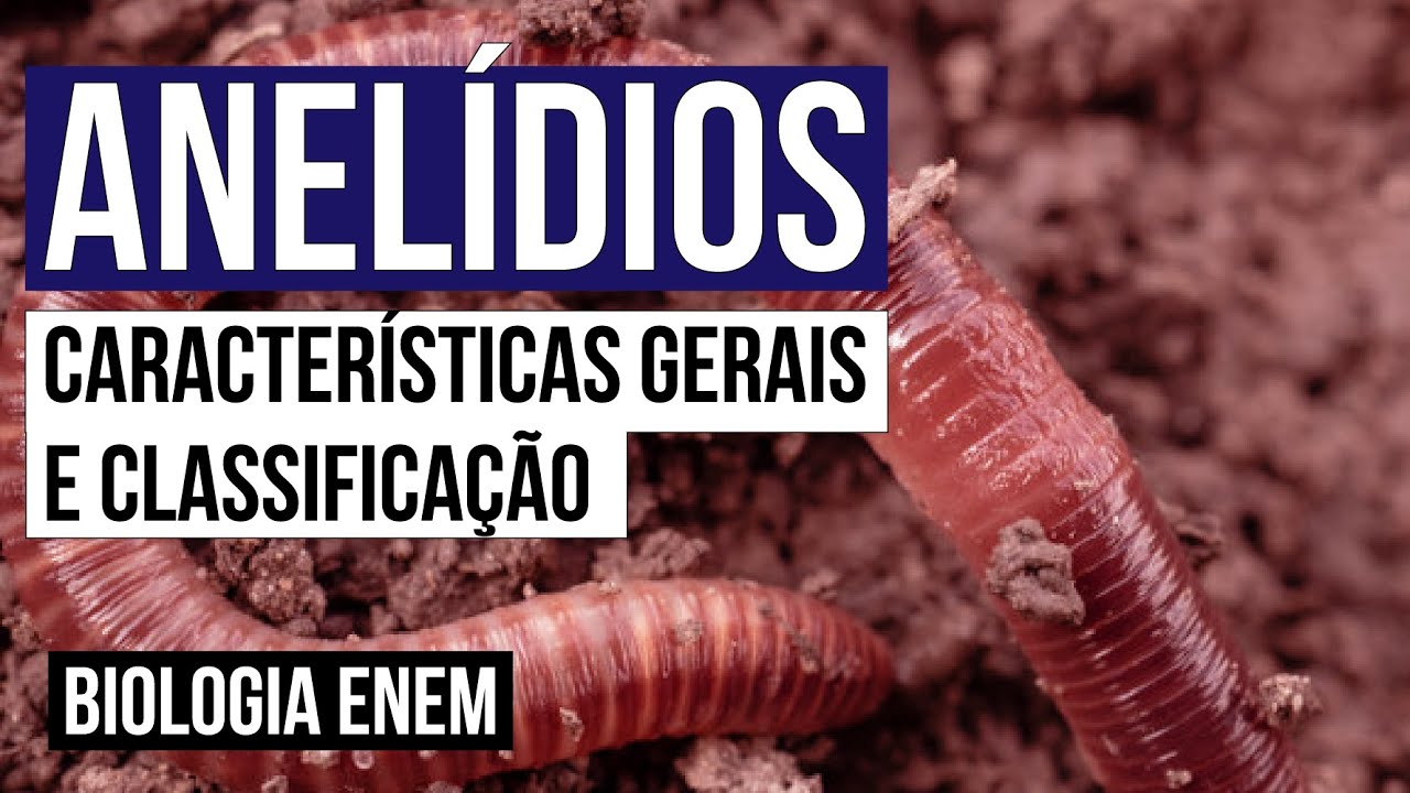 ANELÍDIOS: características gerais e classificação | Biologia para o ...