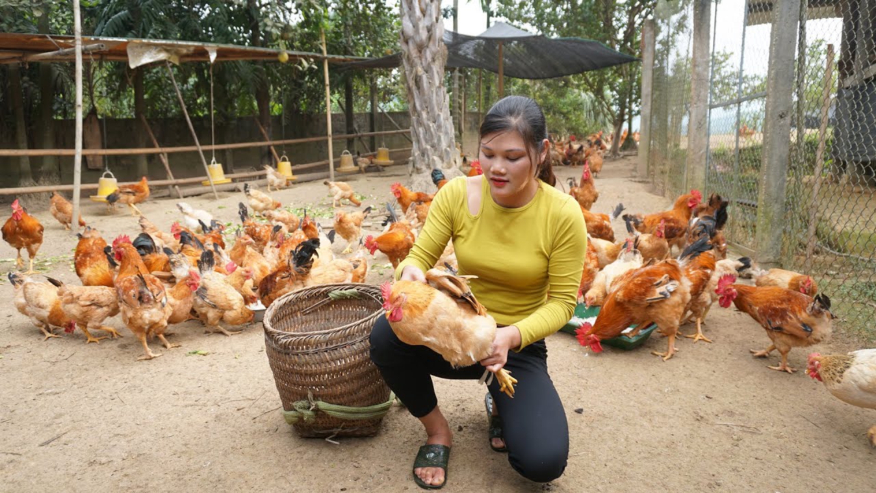 Harvesting Chicken Farm Goes To Market Sell, Make an electric egg ...