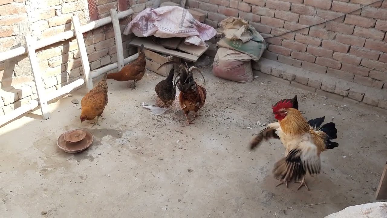how a rooster try to meet with hen but regret - YouTube