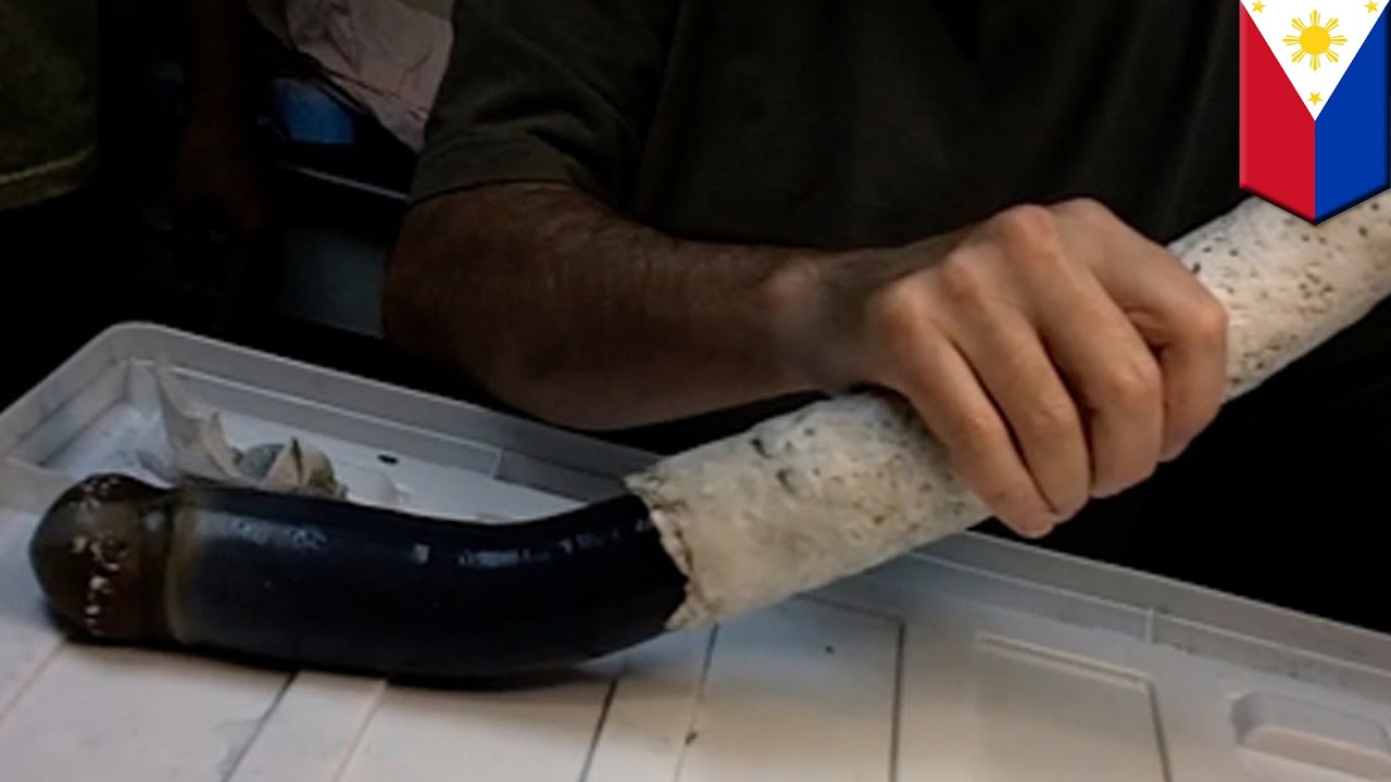 Cacing kapal raksasa langka ditemukan di Filipina - Tomonews - YouTube