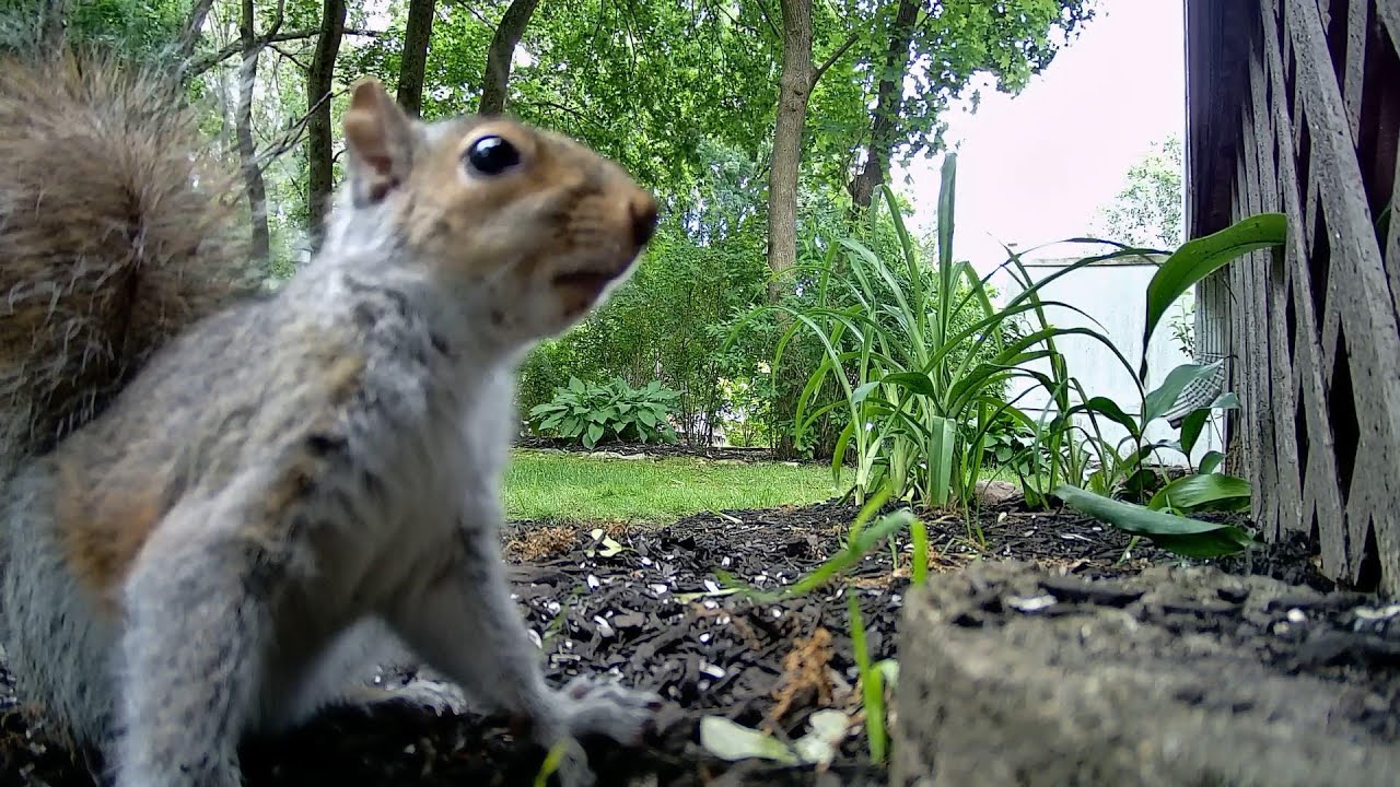 Bit windy out there. Doesn't matter when there's fooood. - YouTube