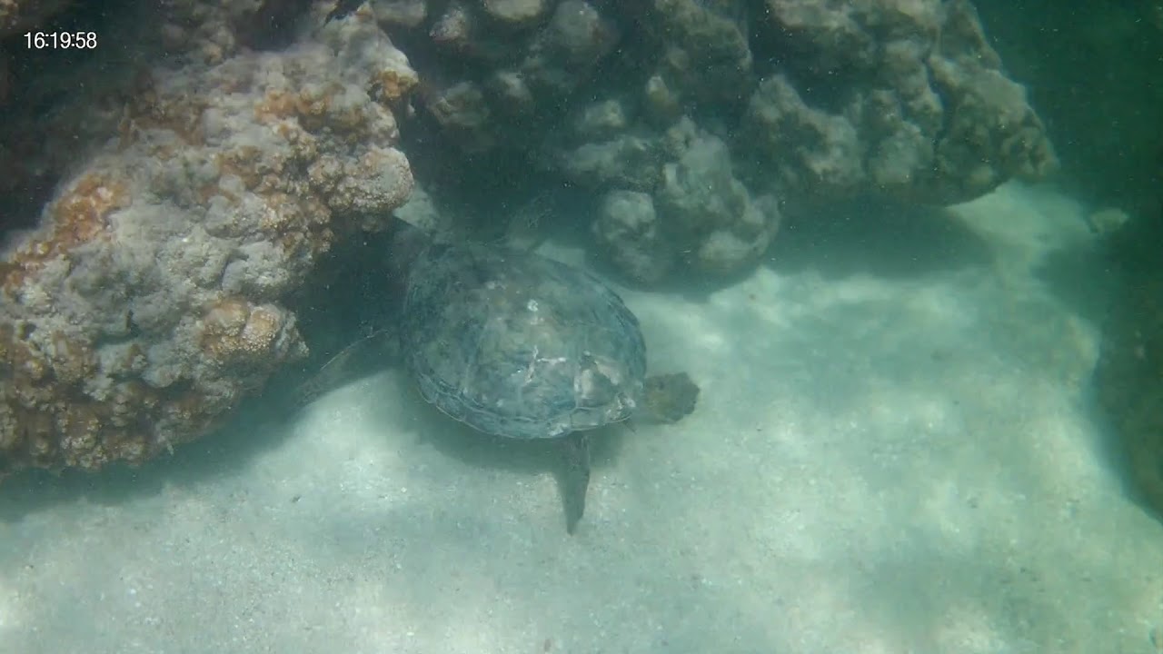 Turtle footage from Hawaii - G.Exp - YouTube