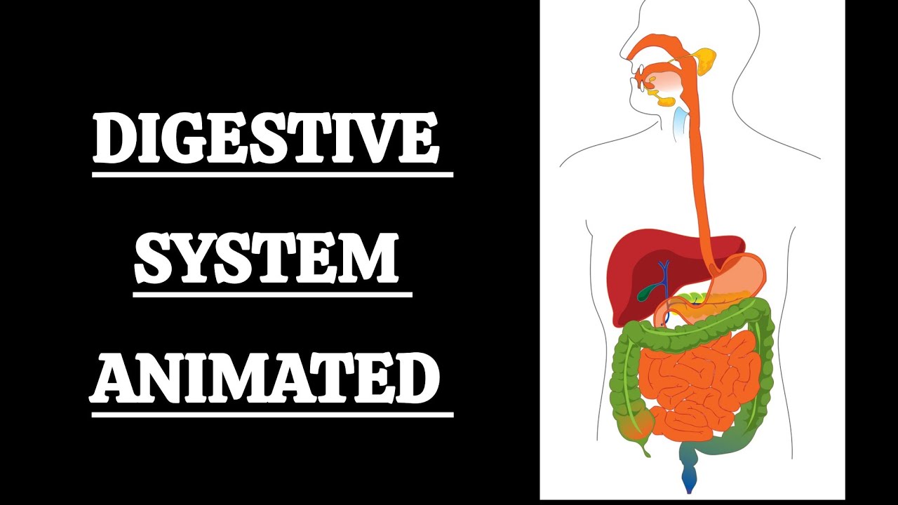 Digestive System animated video explanation #anatomy #digestion # ...