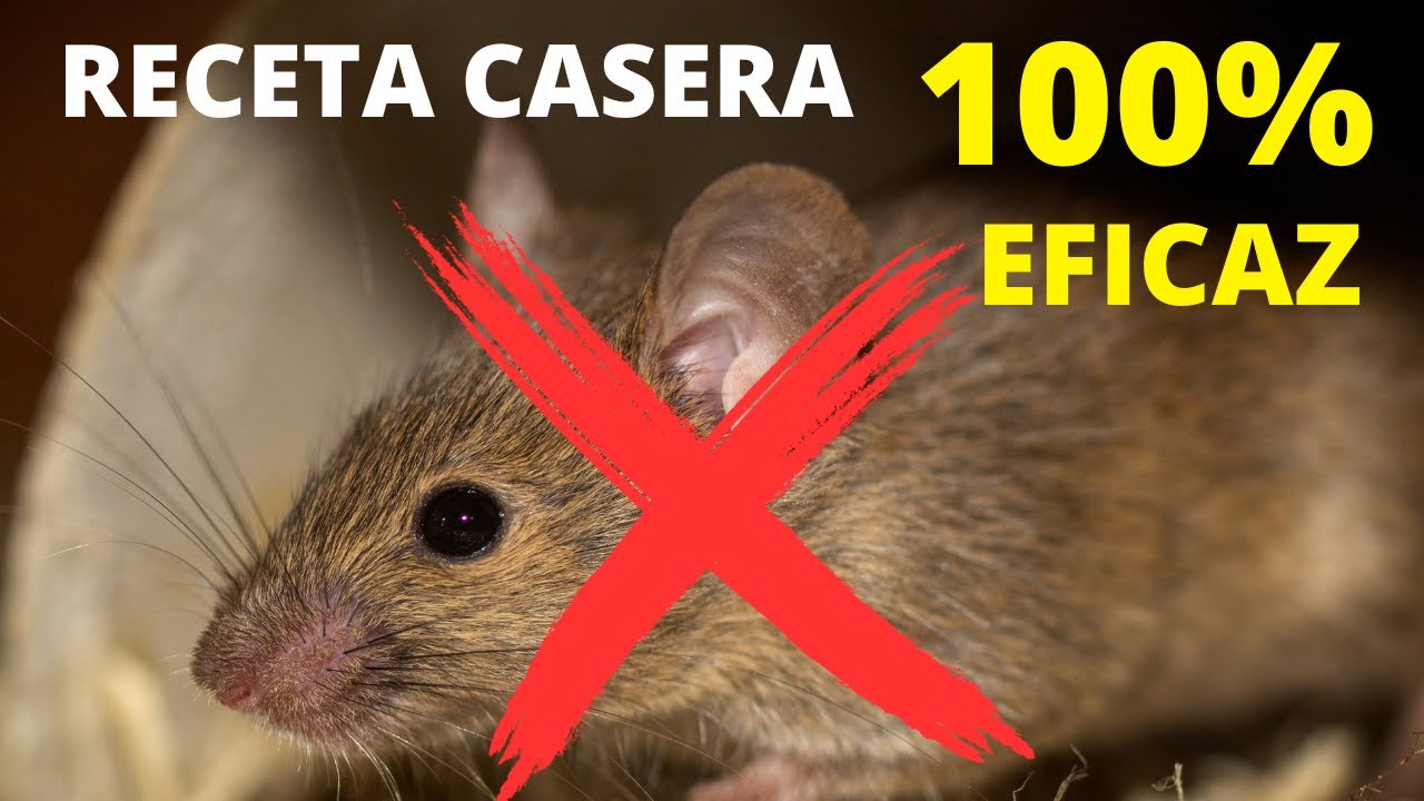 Receta Casera para Ratas - 100% EFICAZ - YouTube
