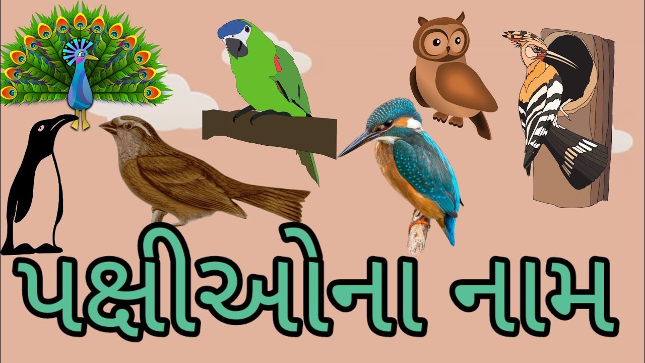 પક્ષીઓના નામ/પંખીઓના નામ/name of birds in gujarati/birds/name of birds# ...