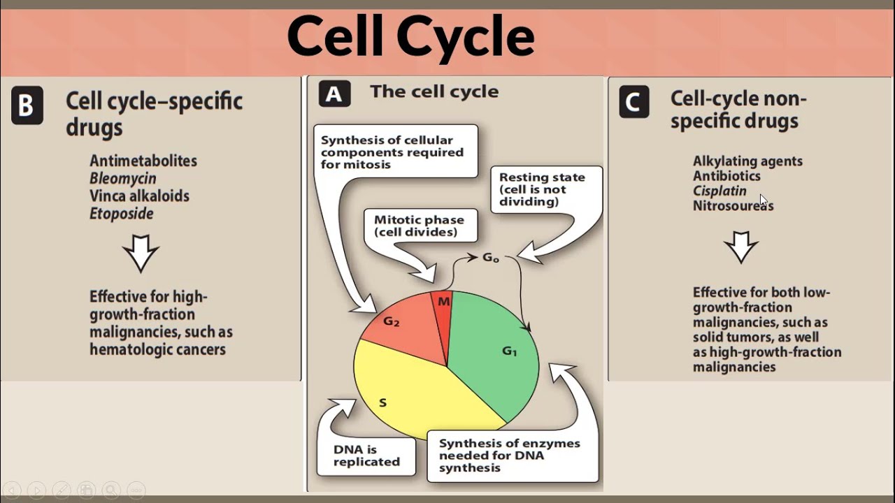 Cancer Chemotherapy and Cell Cycle Review - YouTube