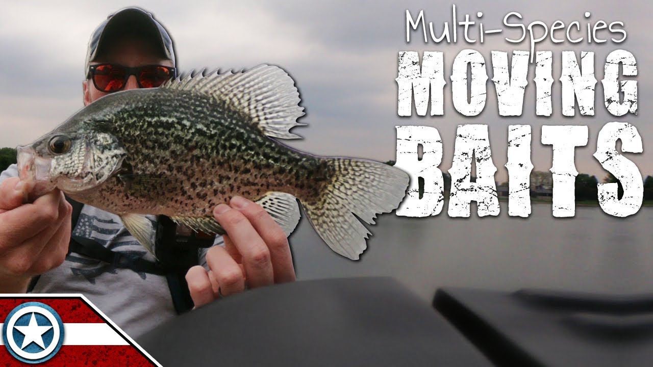Fishing Multi-Species Moving Baits | Bass, Crappie & Bluegill - YouTube