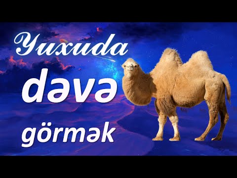 Yuxuda dəvə görmək ☾✵ Qısa #yuxuyozma - SƏSLİ YUXU YOZMALARI