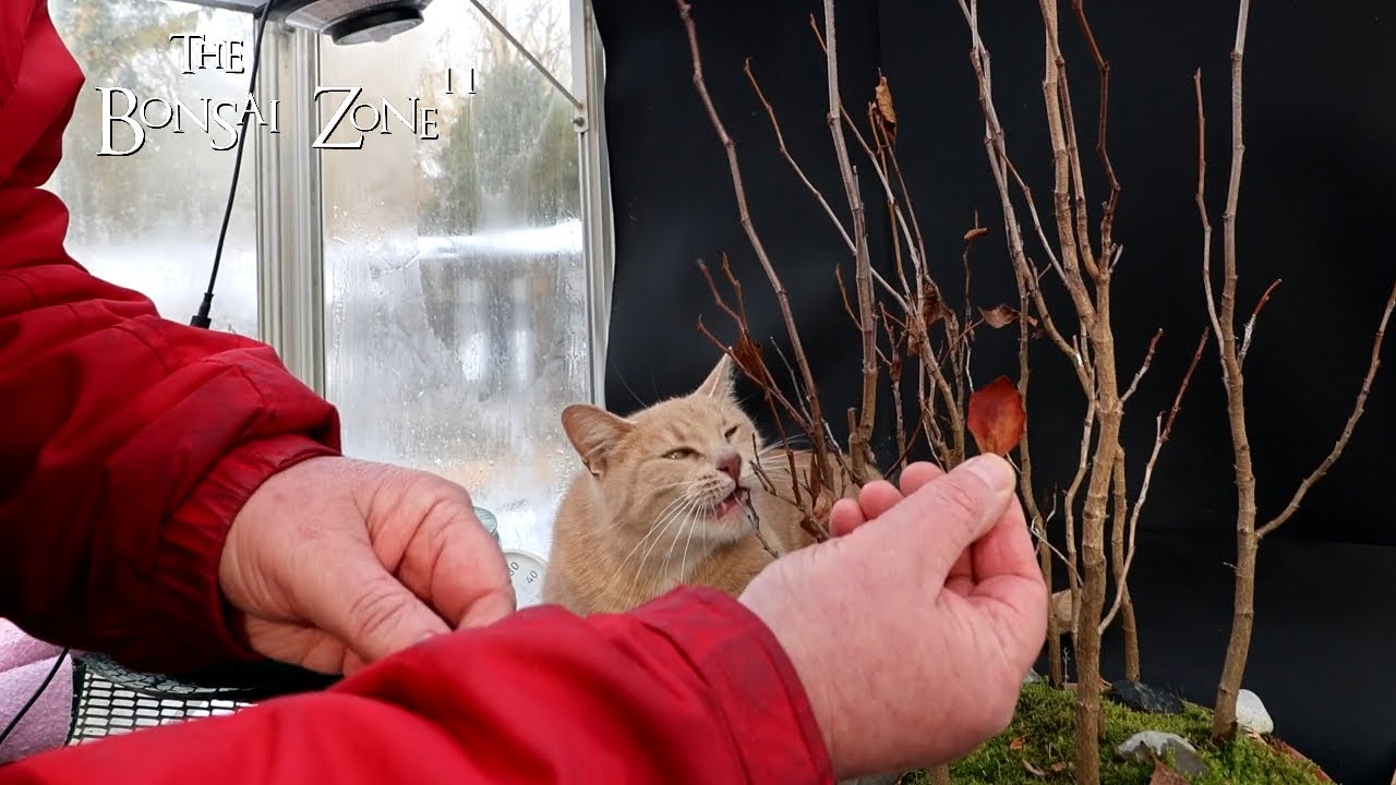 Pruning My London Plane Trees, The Bonsai Zone, Dec 2024 - YouTube