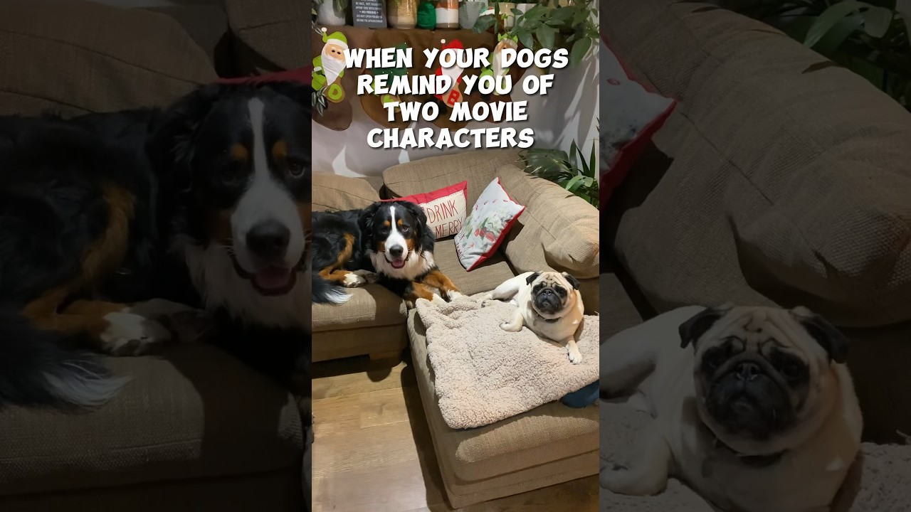 Winston & Buddy = Marv & Harry. I can’t unsee it. #bernesemountaindog # ...