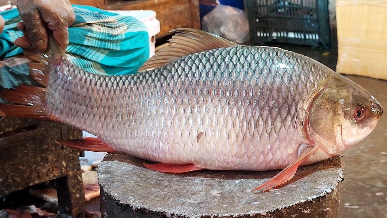 Fastest Big Rohu Fish Cutting Skills | Rohu Fish Cutting Video - YouTube