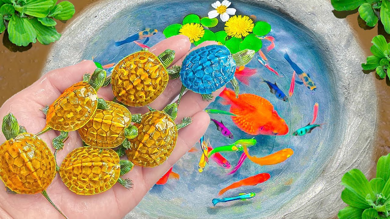 Amazing Catch Baby Diamond Turtle, Red Head Squirrel Fish, Neon Fish ...