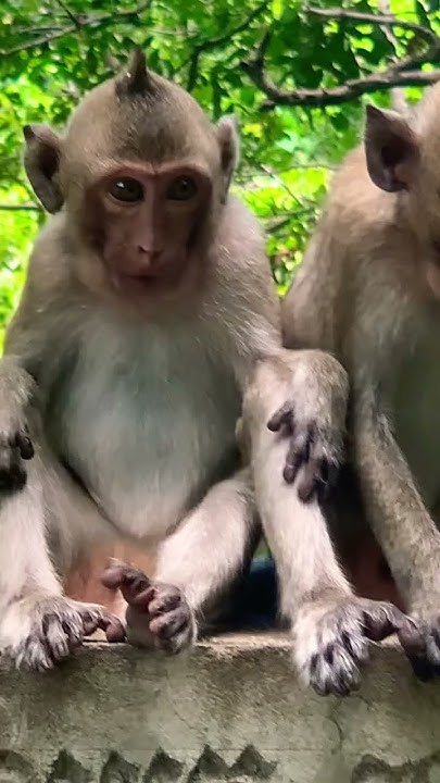 #phirum ry#Lovely mom&baby monkey #Baby so cute monkey#animals#youtubeshorts#like#subscribe ...