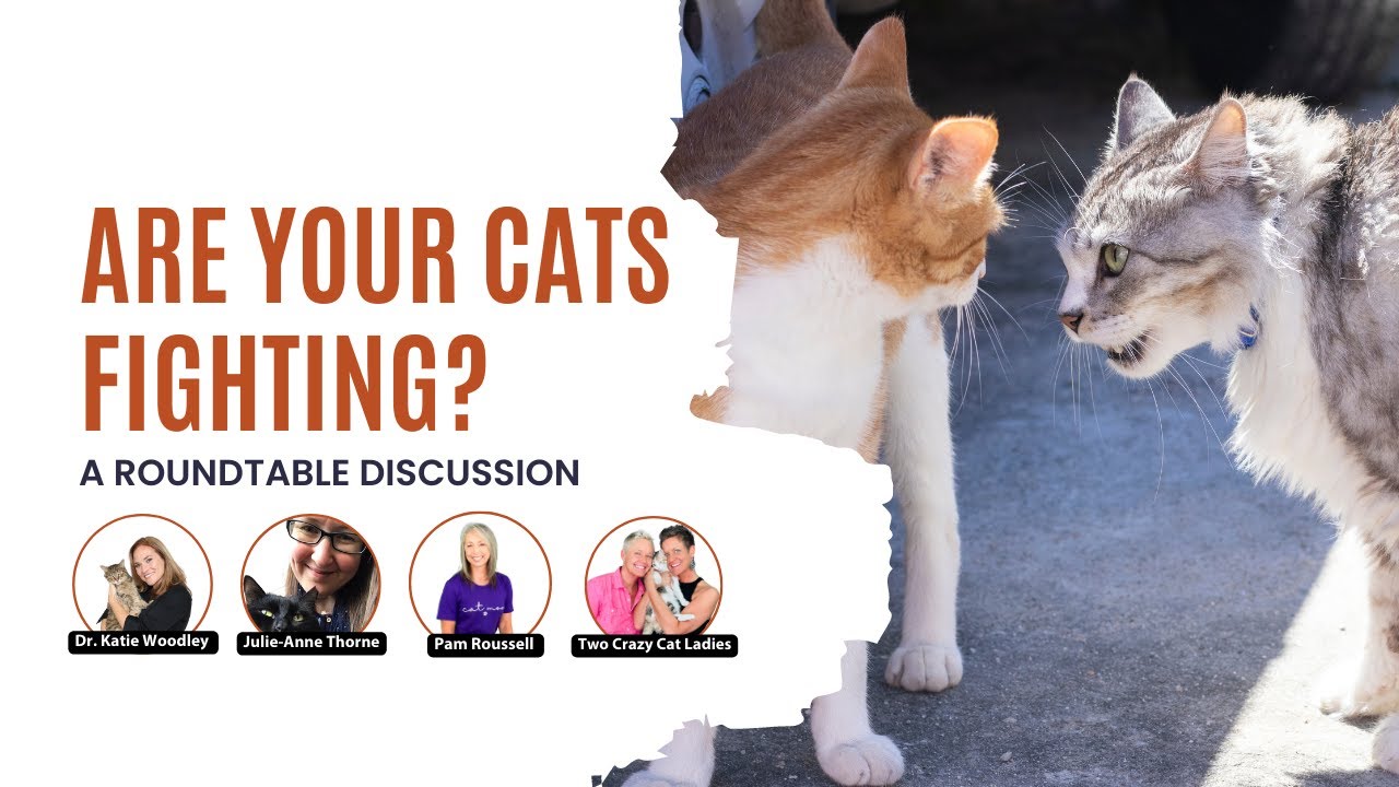 Are Your Cats Fighting? | Roundtable Discussion | Two Crazy Cat Ladies ...